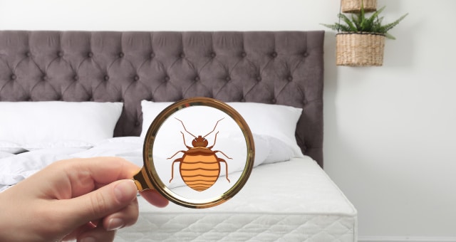 ¿Cuándo aparecen las chinches en nuestros hogares?