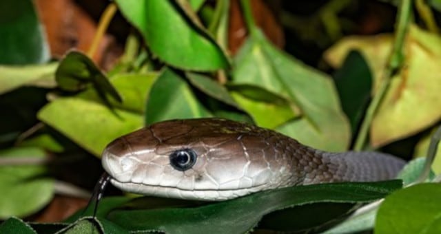 ¿Suponen un peligro todas las especies de culebras?