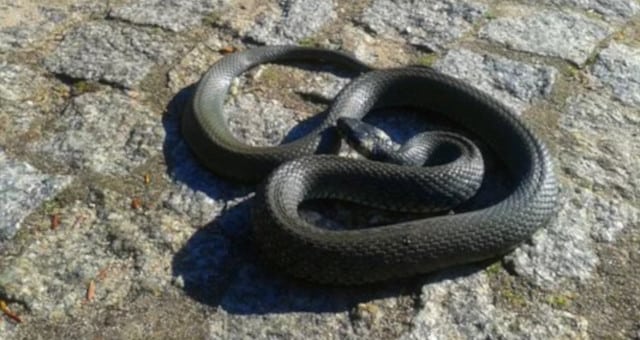 Tipos de culebras en Euskadi y sus características