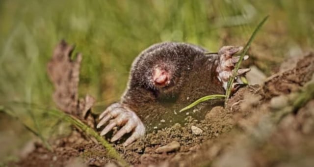 ¿Cuánto vive un topo y de que se alimenta? ¡En Sitehisa lo descubrimos!