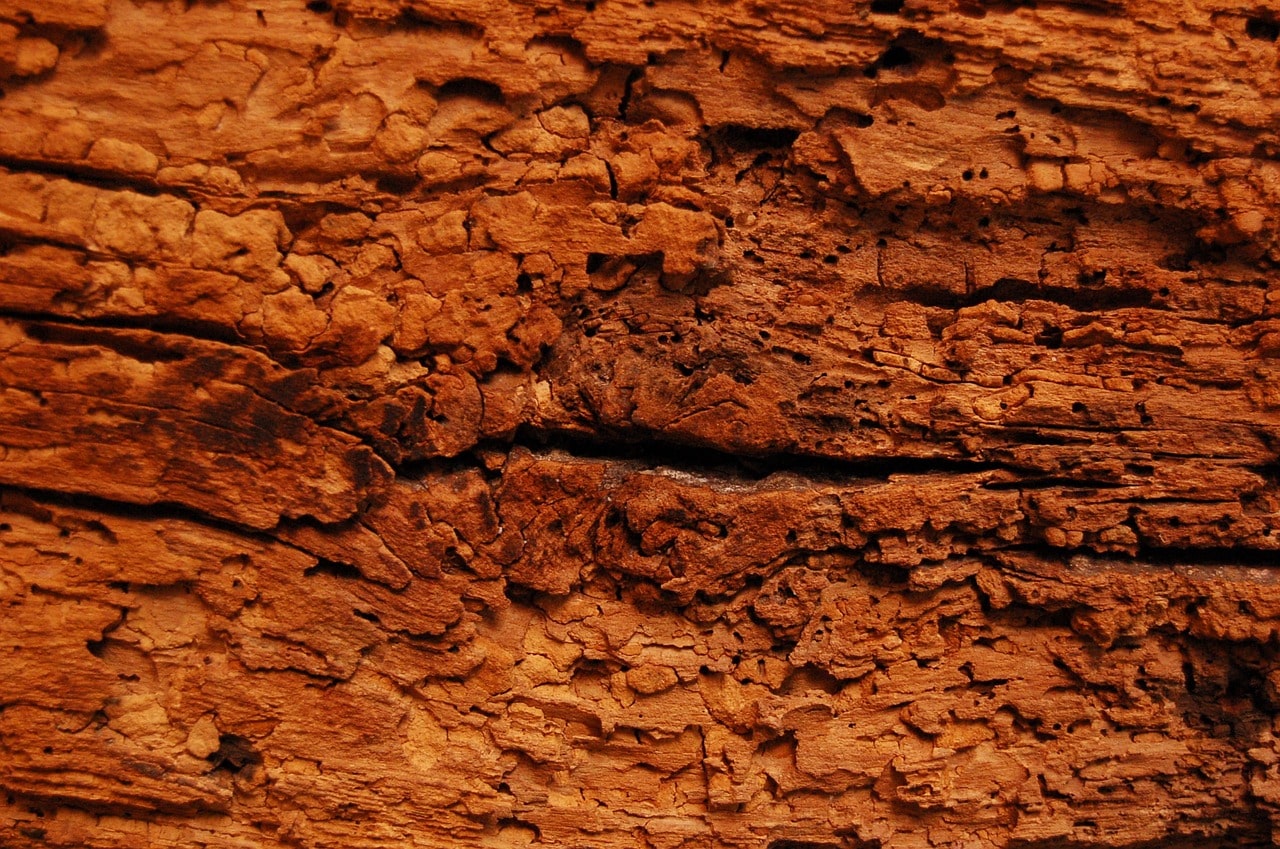 Cómo identificar y combatir la carcoma con alas - Control de Plagas en ...