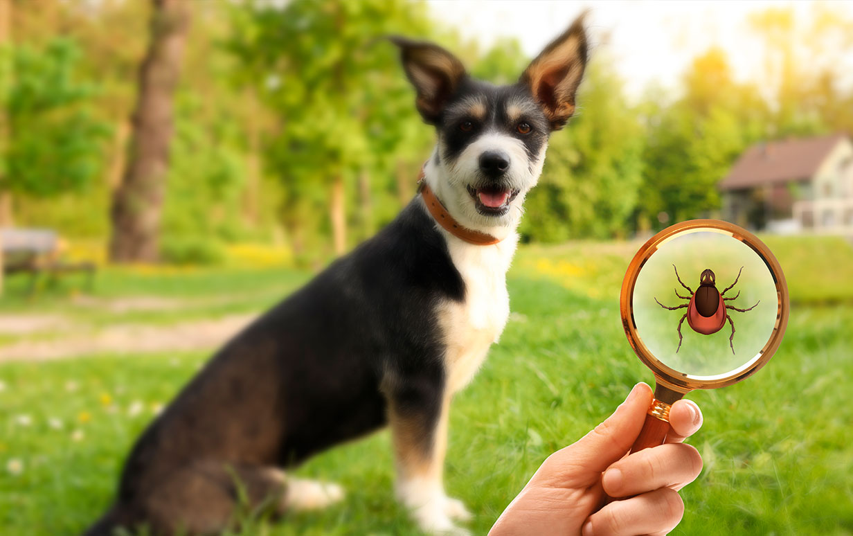 Prevención de infestaciones de pulgas en mascotas y hogares - Control ...